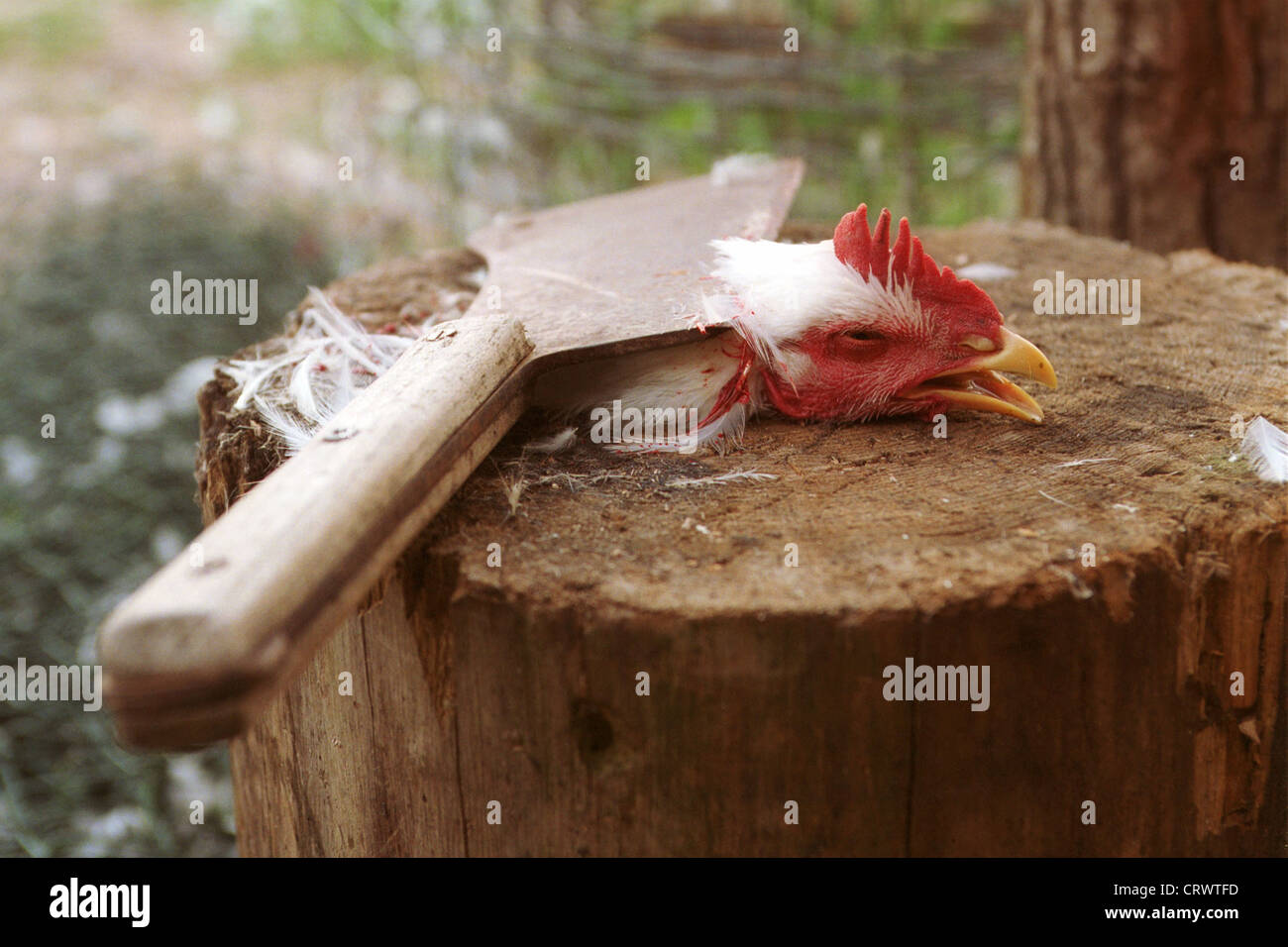 Slaughtering Chickens