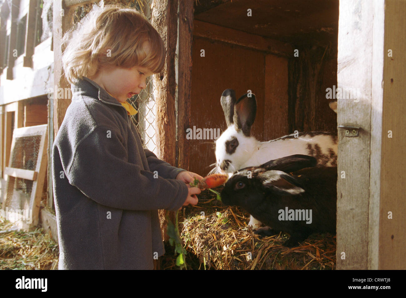 One child when feeding rabbits Stock Photo - Alamy