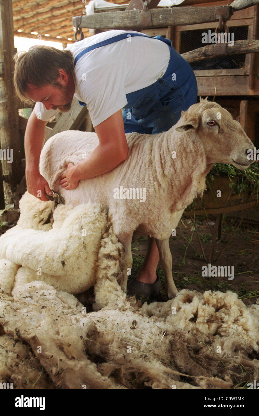 Sheep are shorn Stock Photo - Alamy
