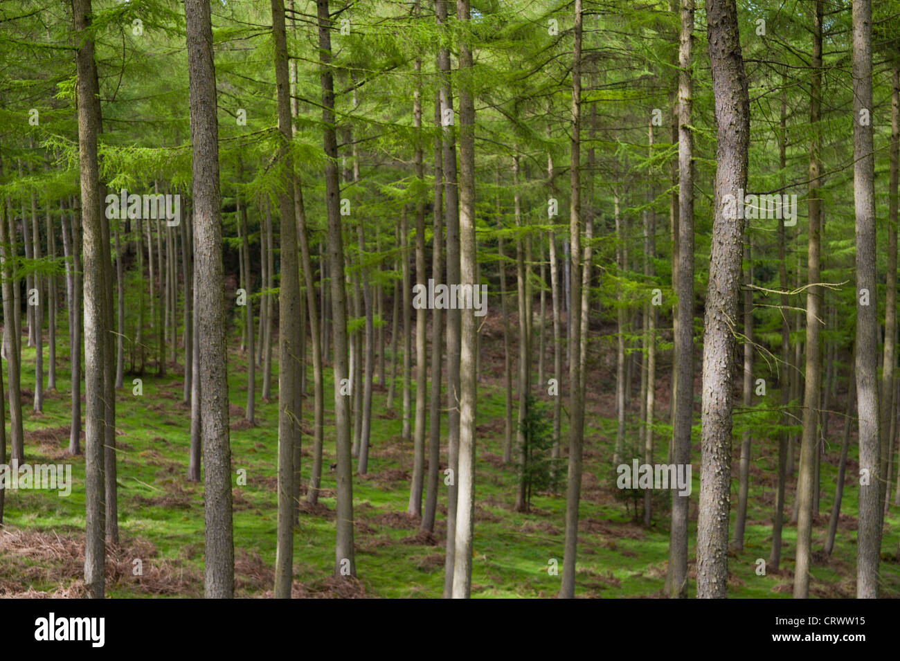 Mortimers forest hi-res stock photography and images - Alamy