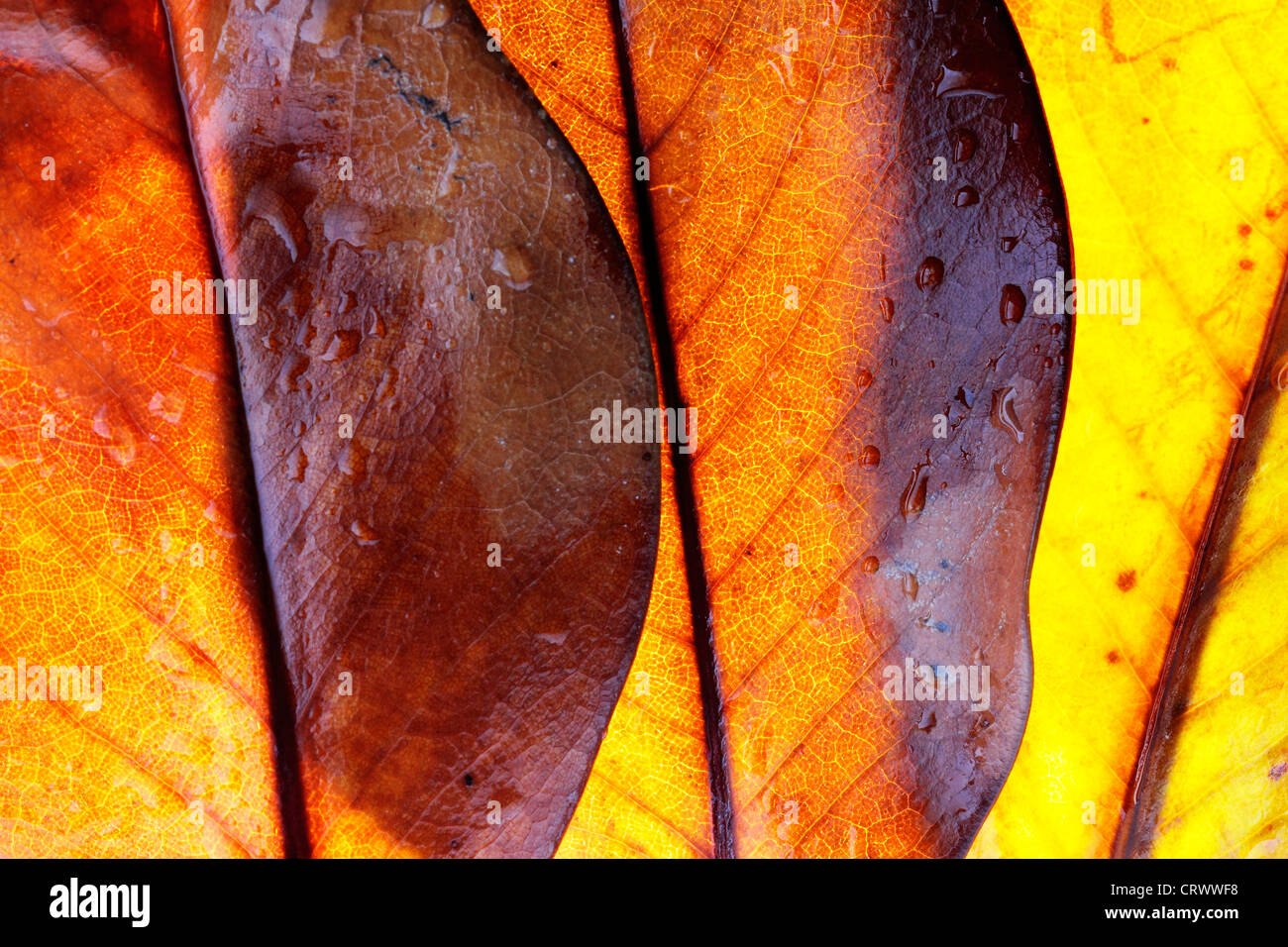vegetation textures scene by highlighting the color and shape Stock ...