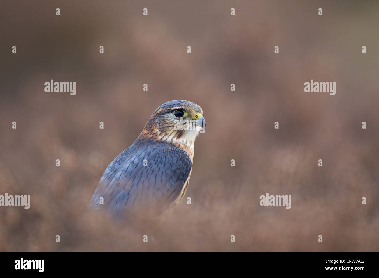 Scottish raptor hi-res stock photography and images - Alamy