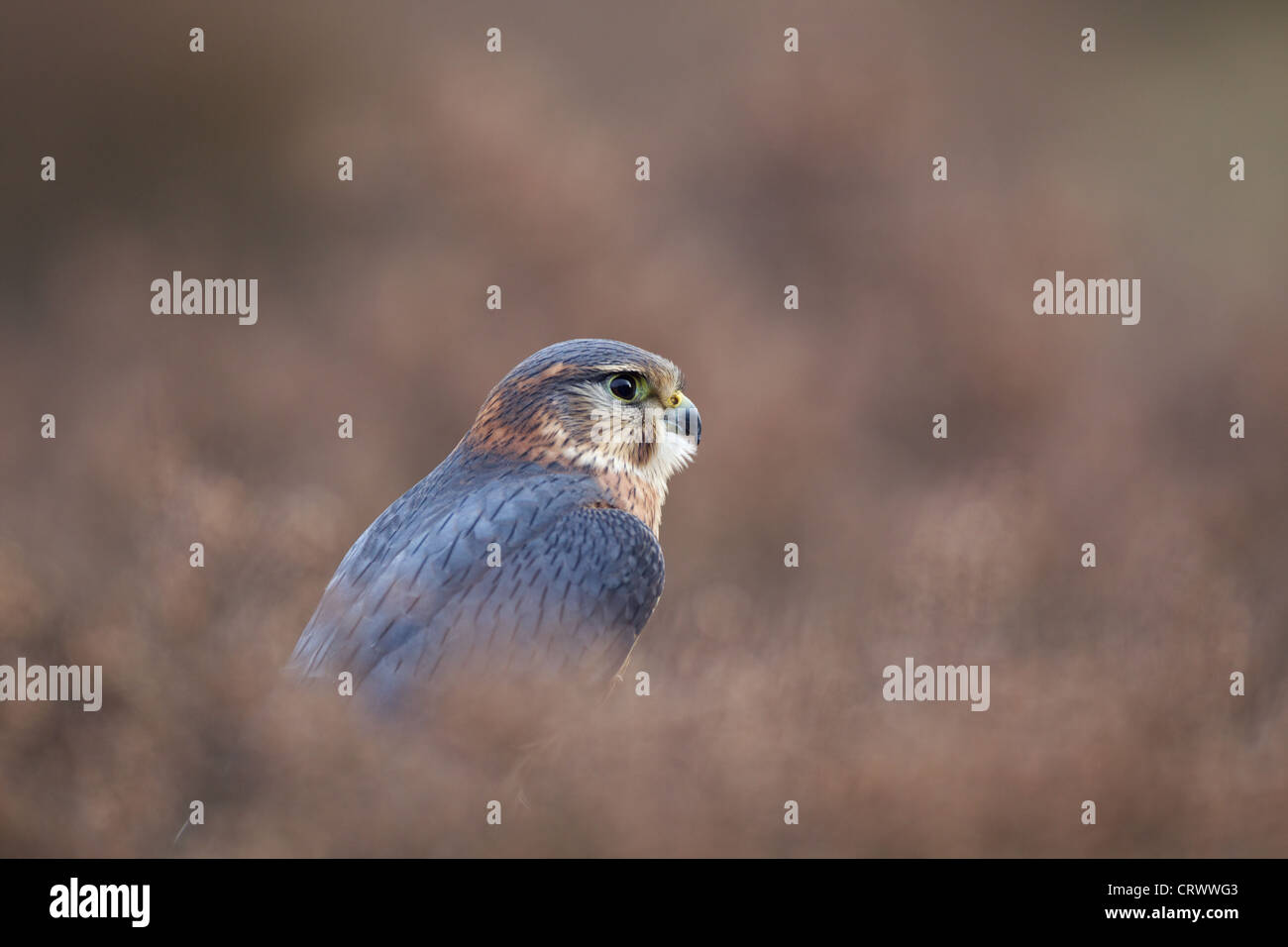 Scottish raptor hi-res stock photography and images - Alamy