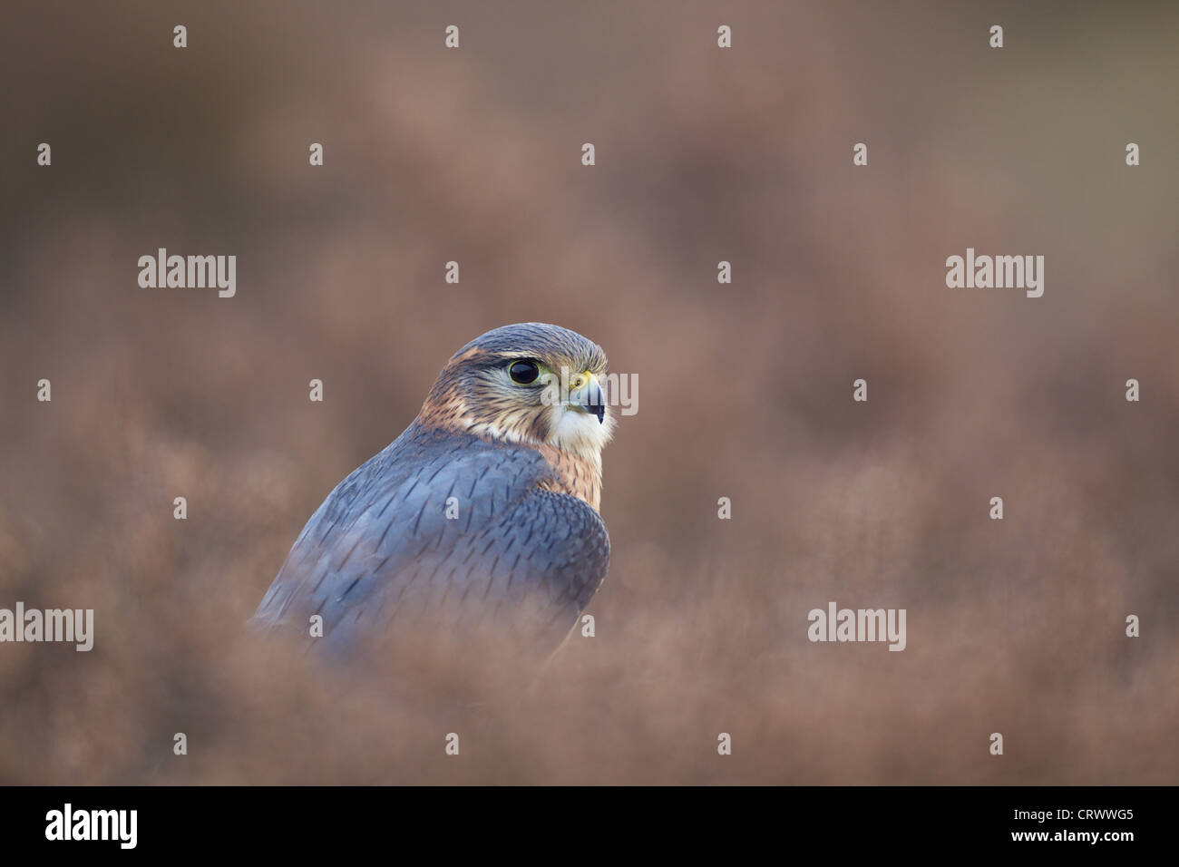 Adult male Merlin in Heather on a Scottish Moor Stock Photo - Alamy
