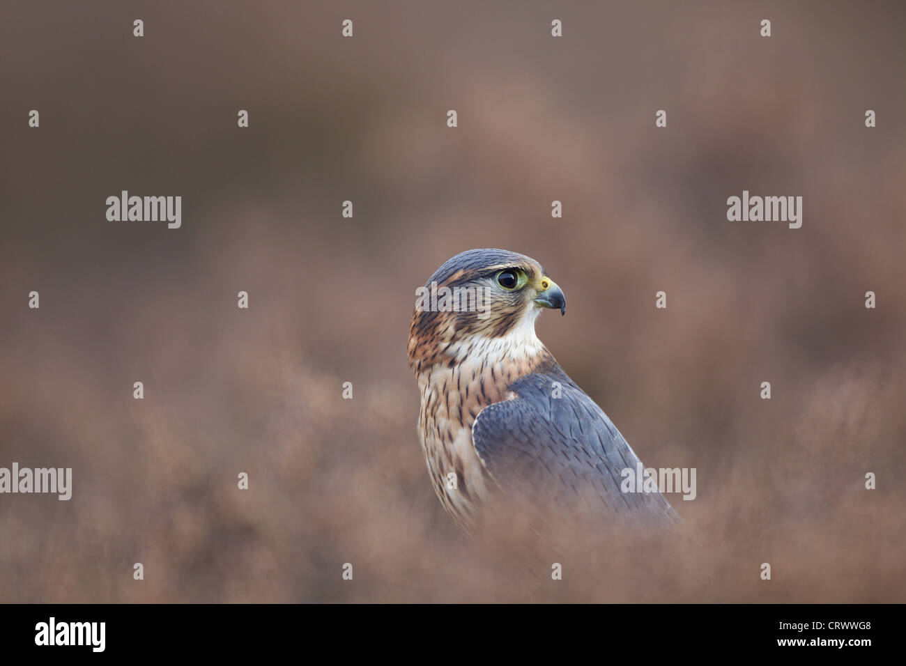 Adult male Merlin in Heather on a Scottish Moor Stock Photo - Alamy
