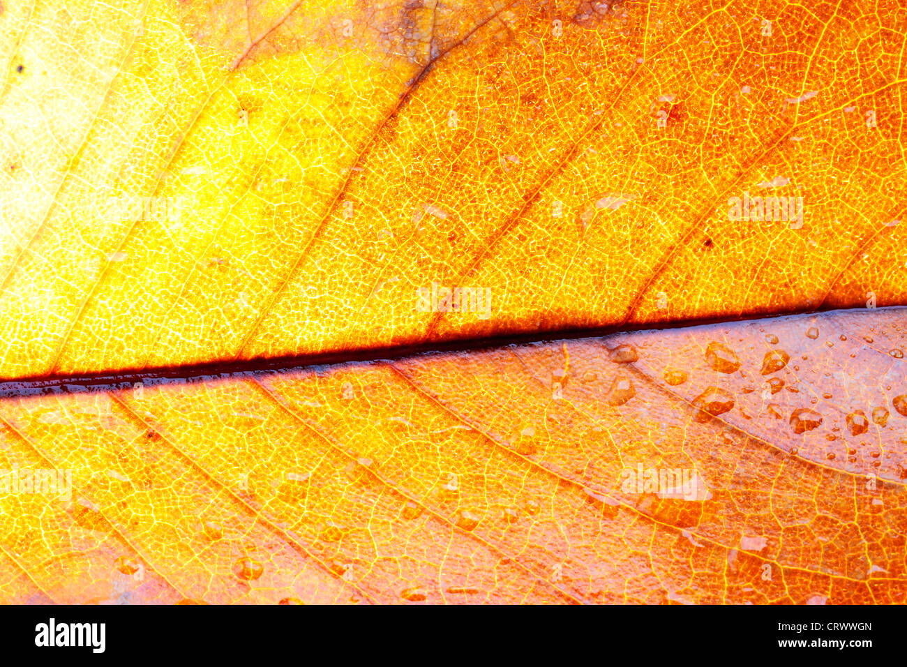 vegetation textures scene by highlighting the color and shape Stock ...