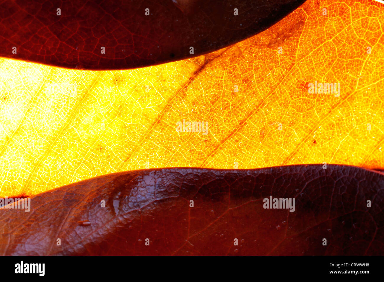 vegetation textures scene by highlighting the color and shape Stock ...