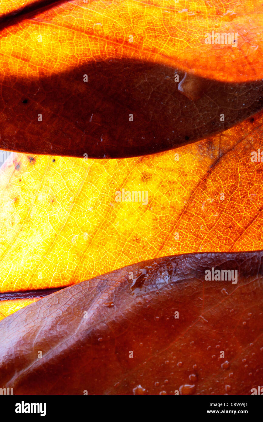 vegetation textures scene by highlighting the color and shape Stock ...