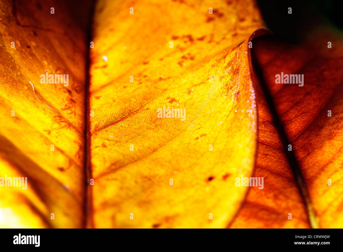 vegetation textures scene by highlighting the color and shape Stock ...