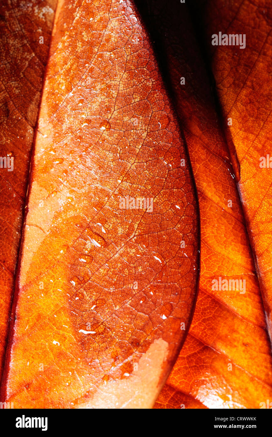 vegetation textures scene by highlighting the color and shape Stock ...