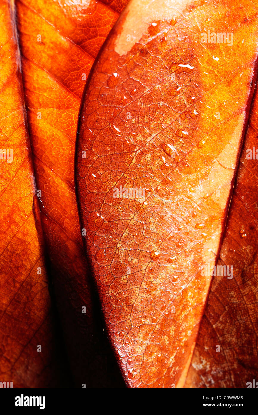 vegetation textures scene by highlighting the color and shape Stock ...