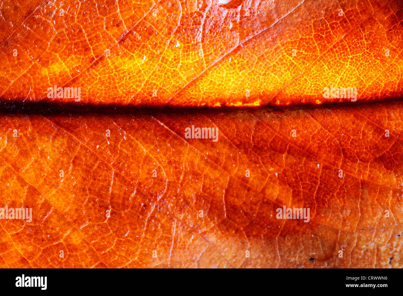 vegetation textures scene by highlighting the color and shape Stock ...