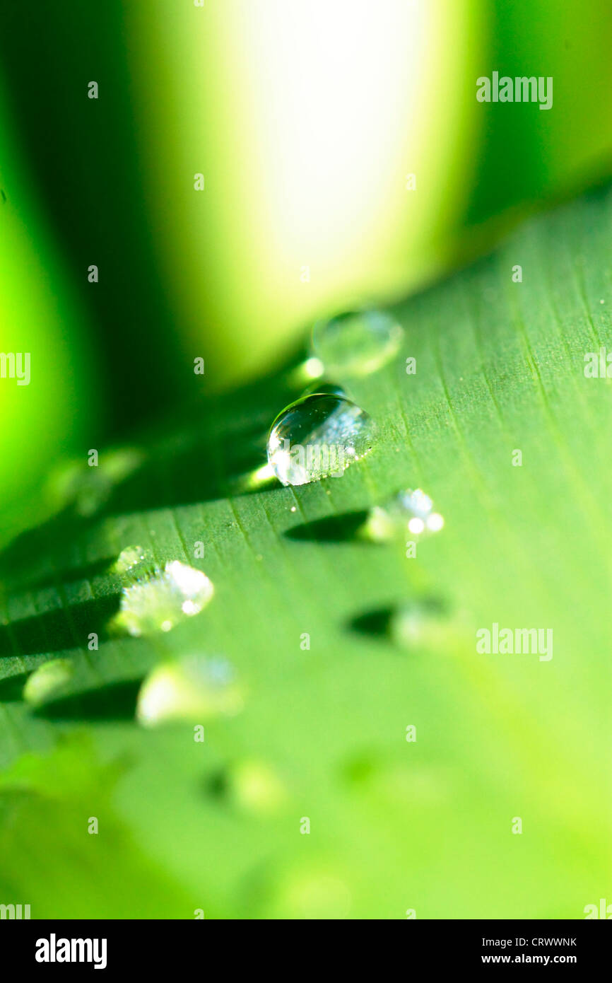 vegetation textures scene by highlighting the color and shape Stock ...