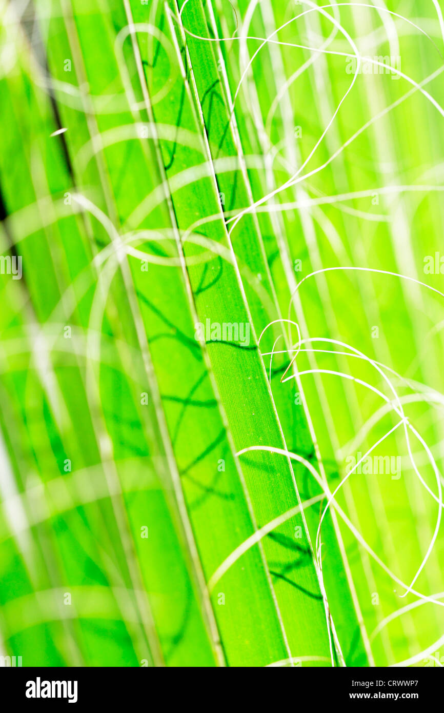 vegetation textures scene by highlighting the color and shape Stock ...