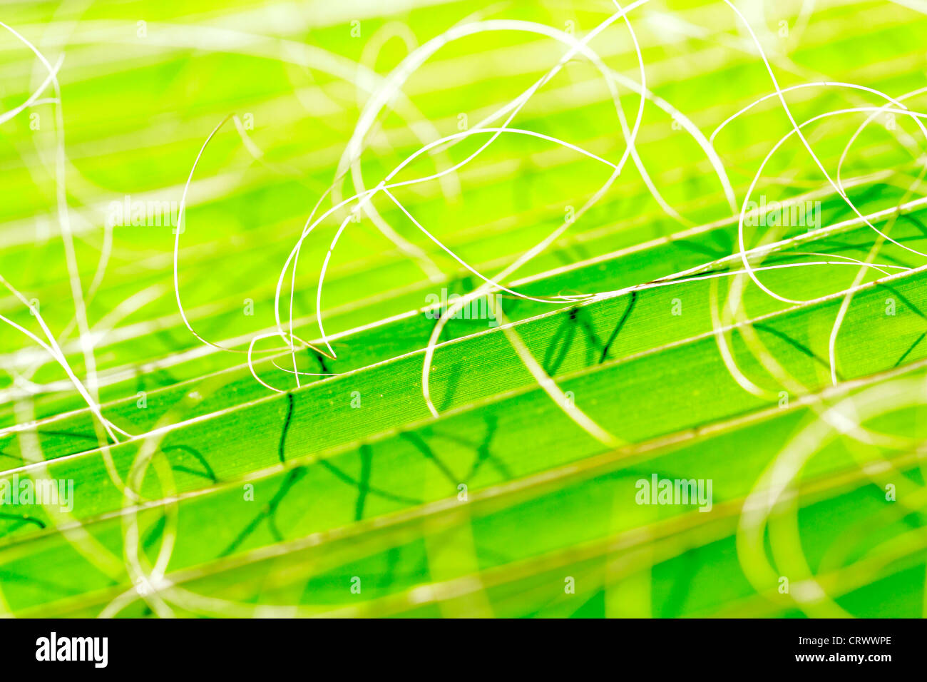 vegetation textures scene by highlighting the color and shape Stock ...