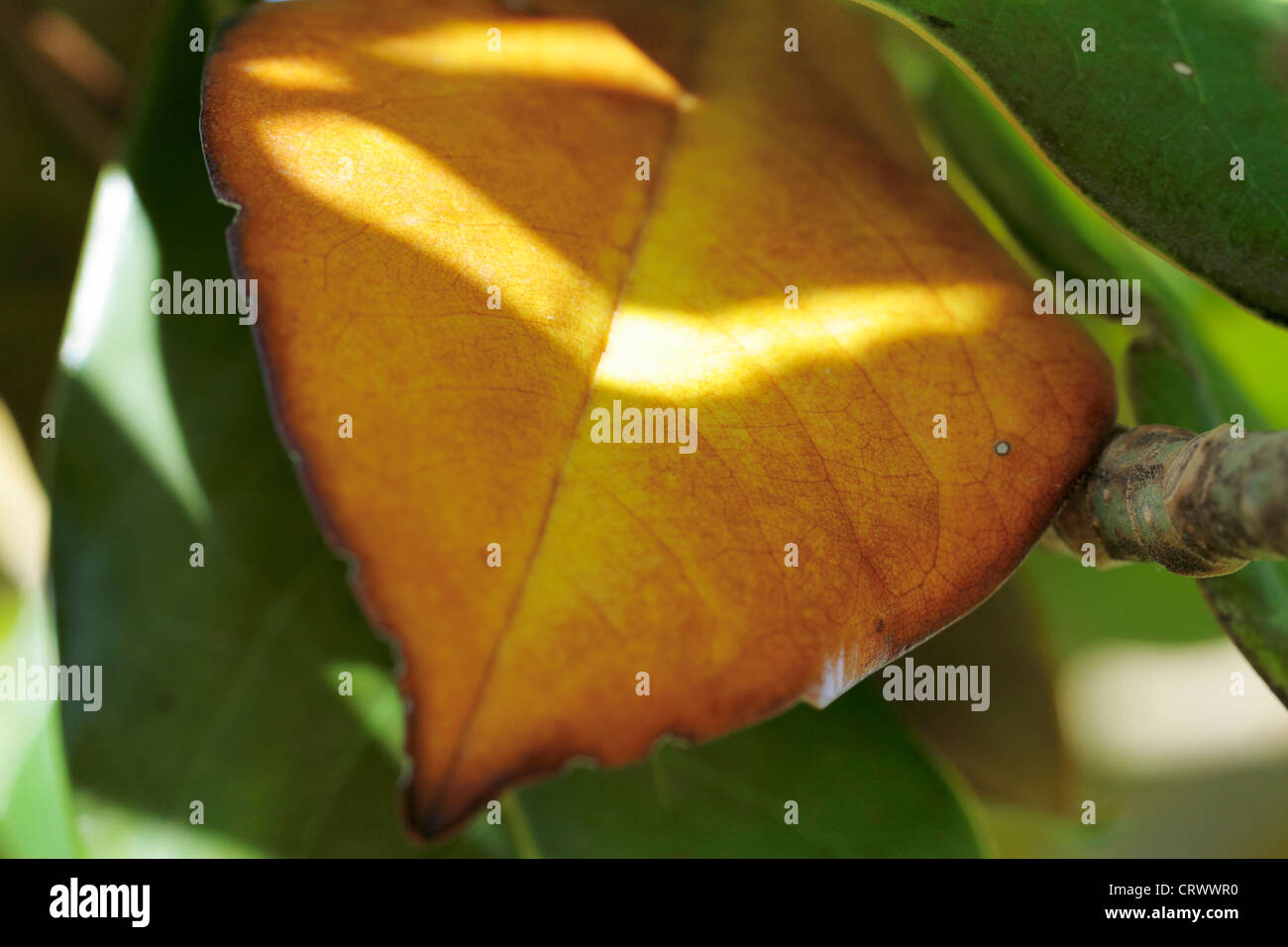 vegetation textures scene by highlighting the color and shape Stock ...