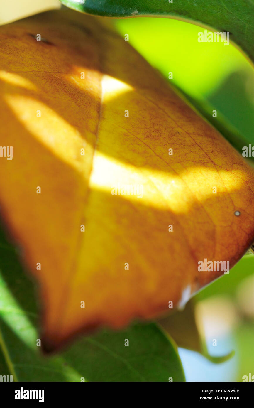 vegetation textures scene by highlighting the color and shape Stock ...
