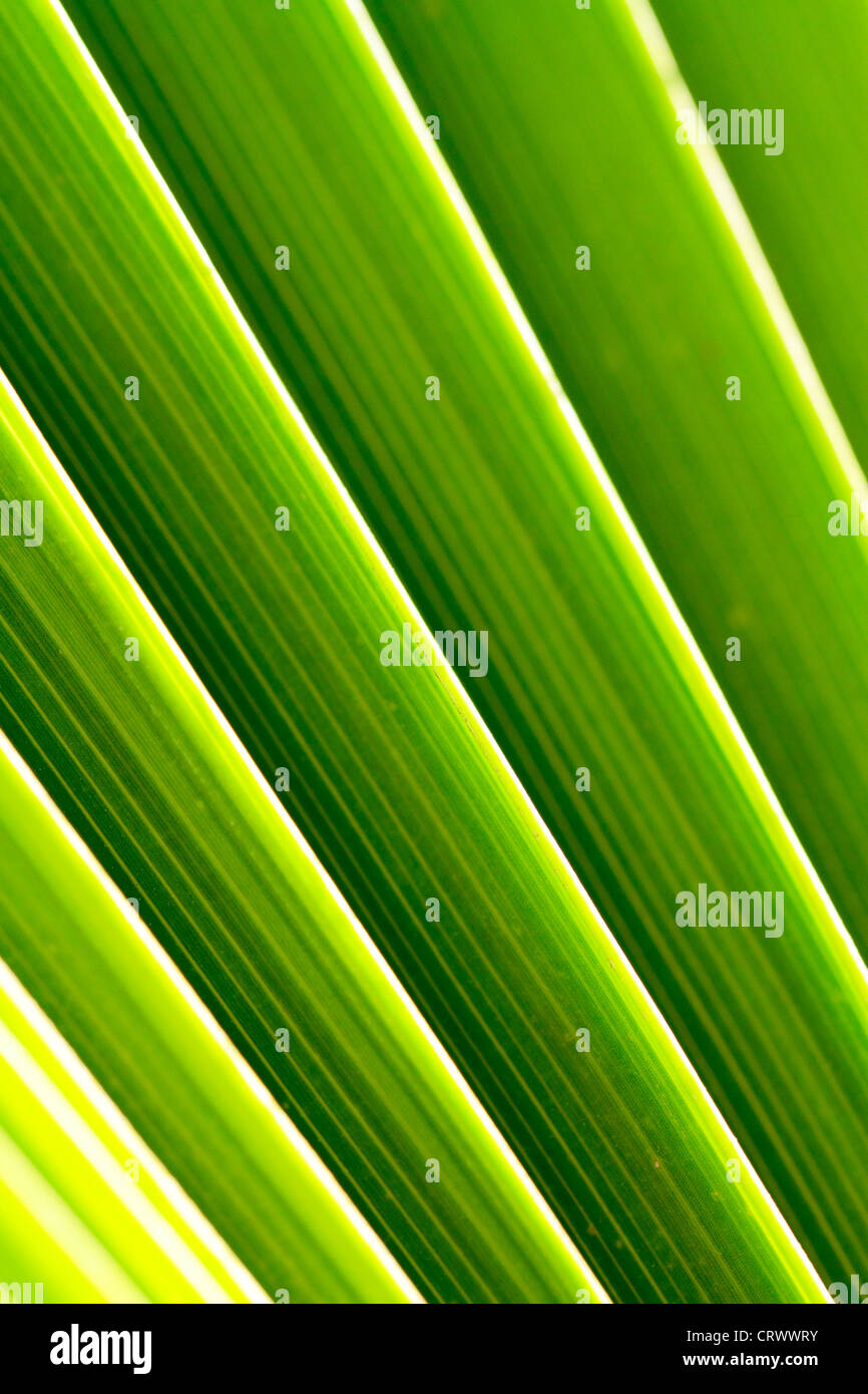 vegetation textures scene by highlighting the color and shape Stock ...