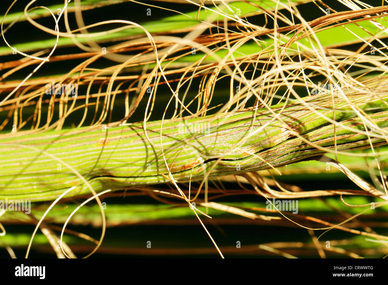 vegetation textures scene by highlighting the color and shape Stock ...