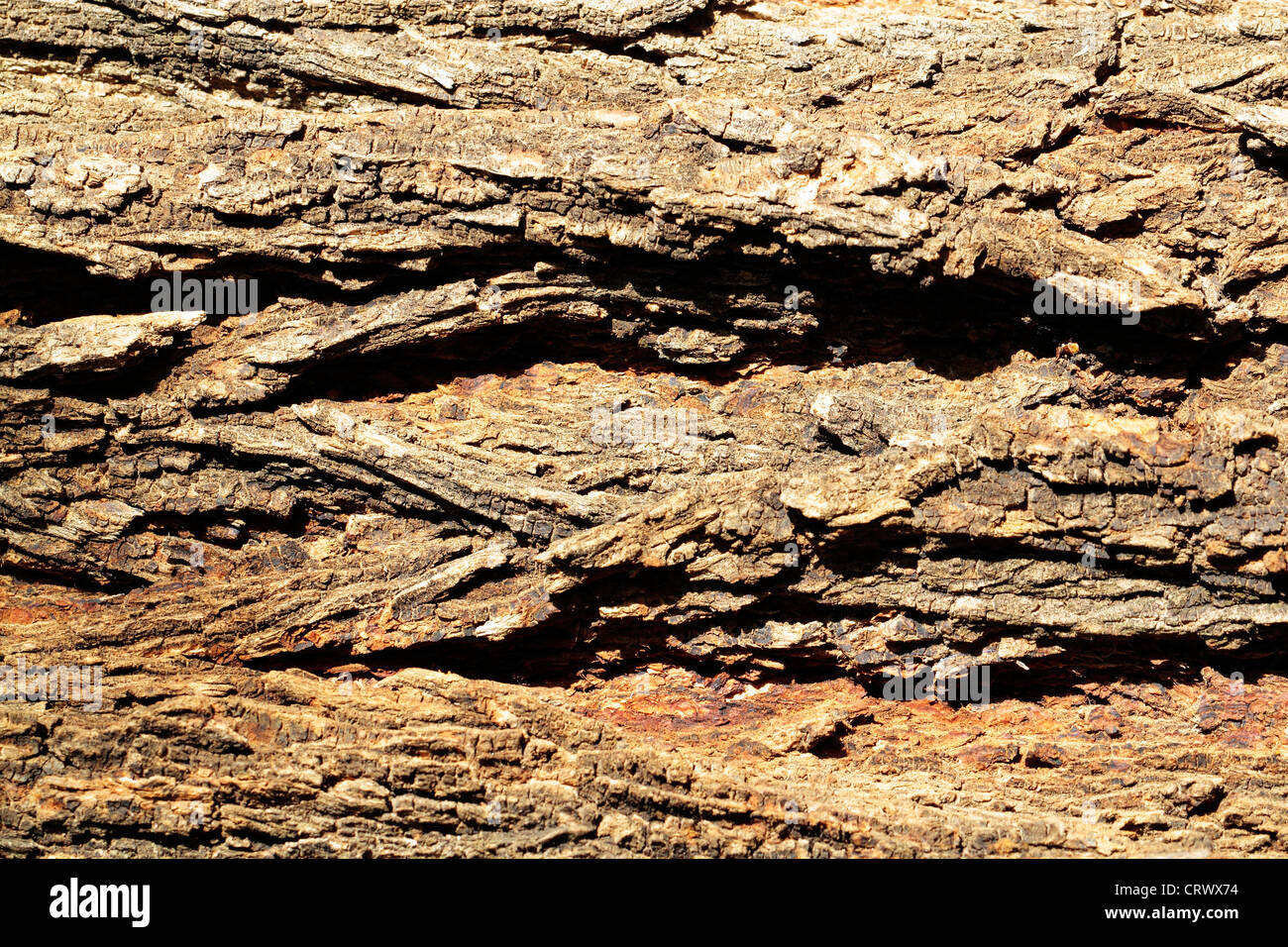 wood texture tree Stock Photo - Alamy