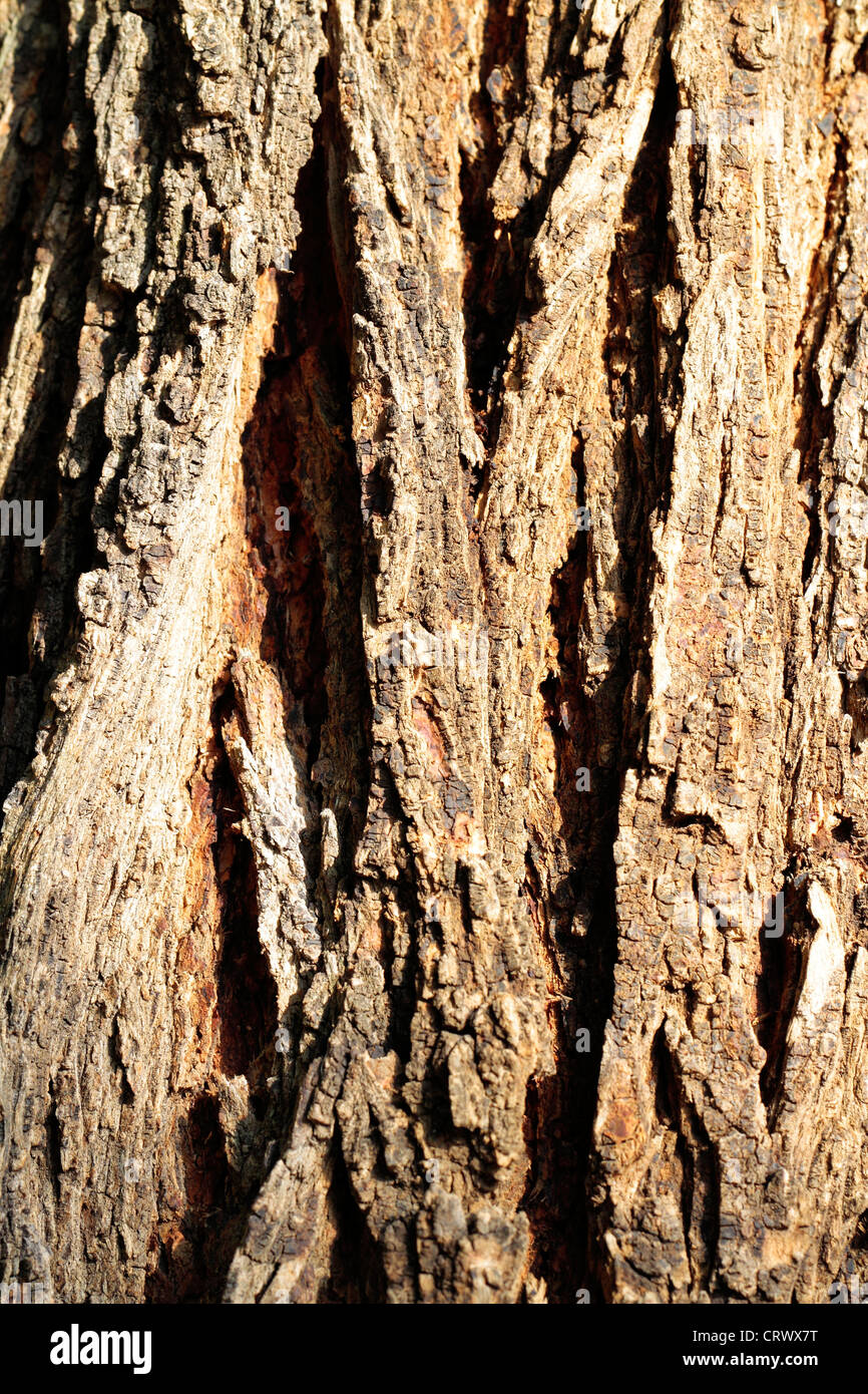 wood texture tree Stock Photo - Alamy