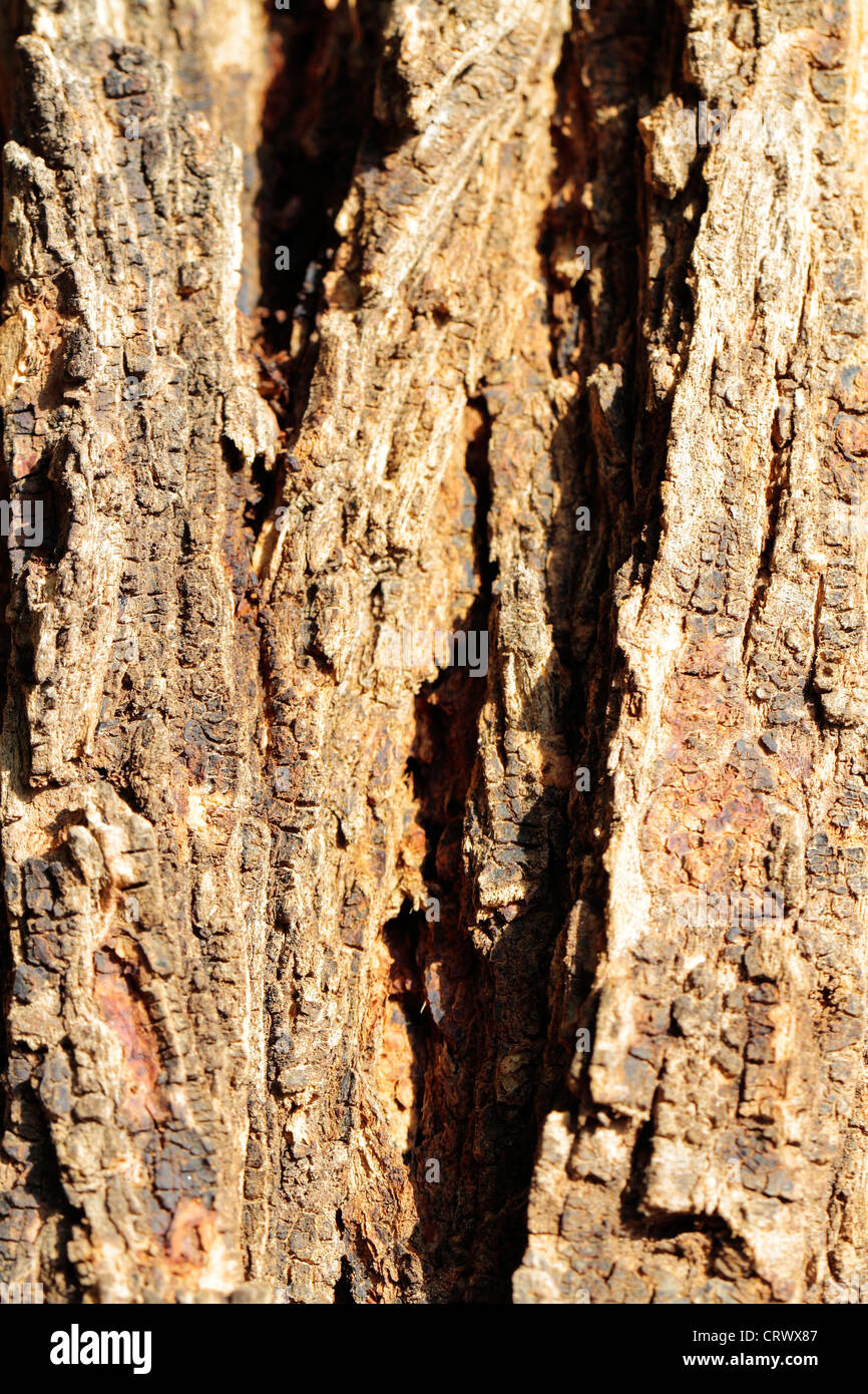 wood texture tree Stock Photo - Alamy
