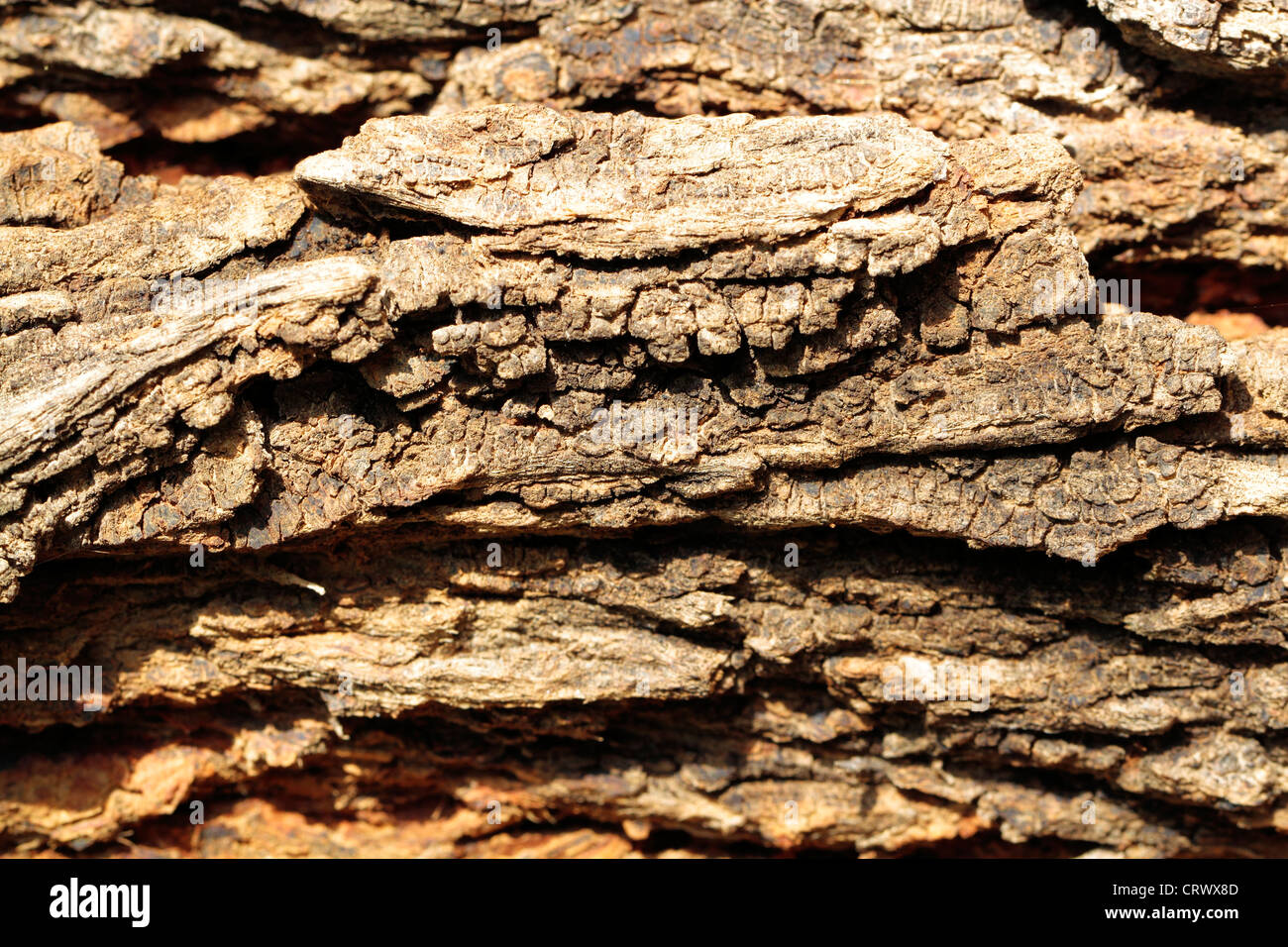 wood texture tree Stock Photo - Alamy