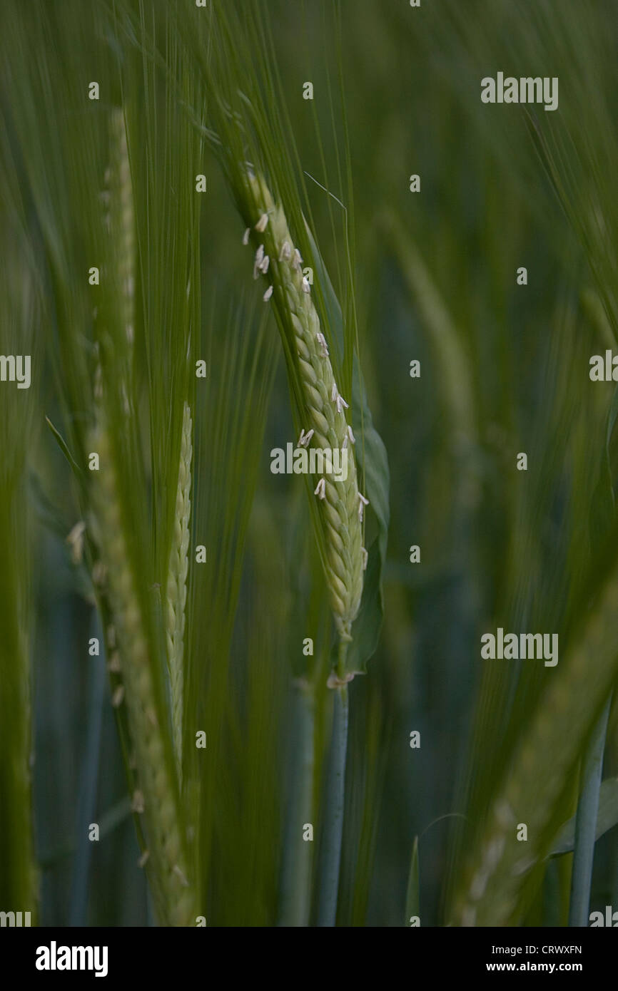 ear of barley growing Stock Photo - Alamy