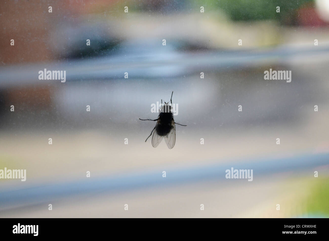 Fly on a window Stock Photo - Alamy