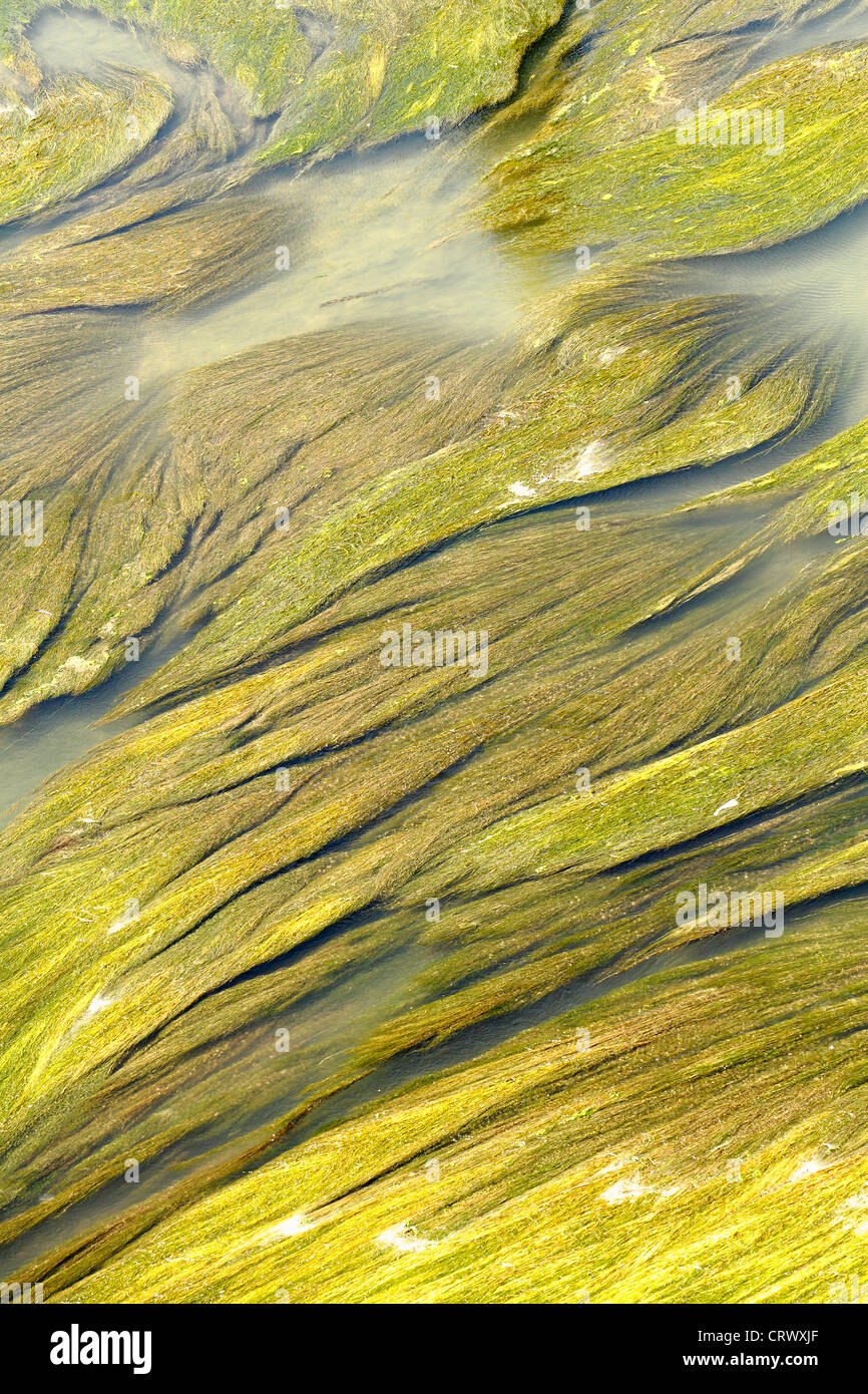 aquatic vegetation abstraction scene texture and color highlighting ...