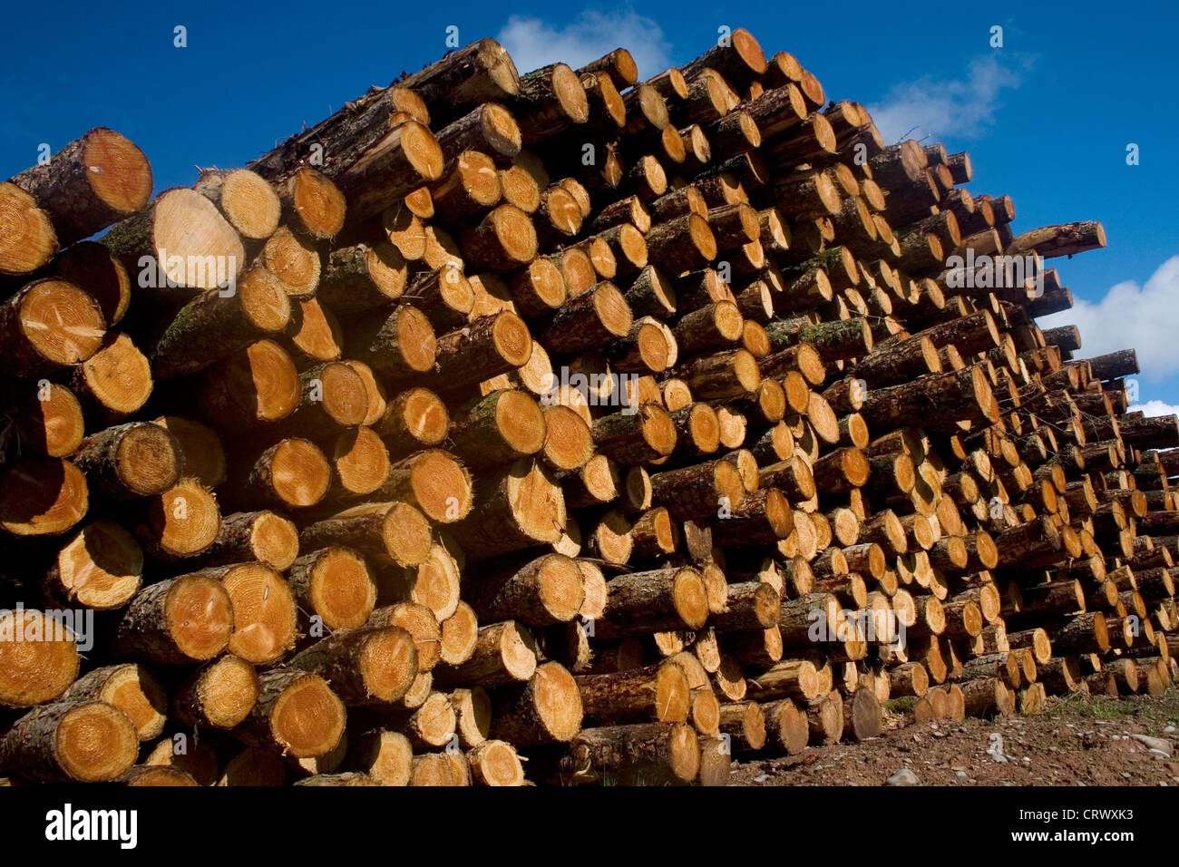 Felled forest scotland hi-res stock photography and images - Alamy