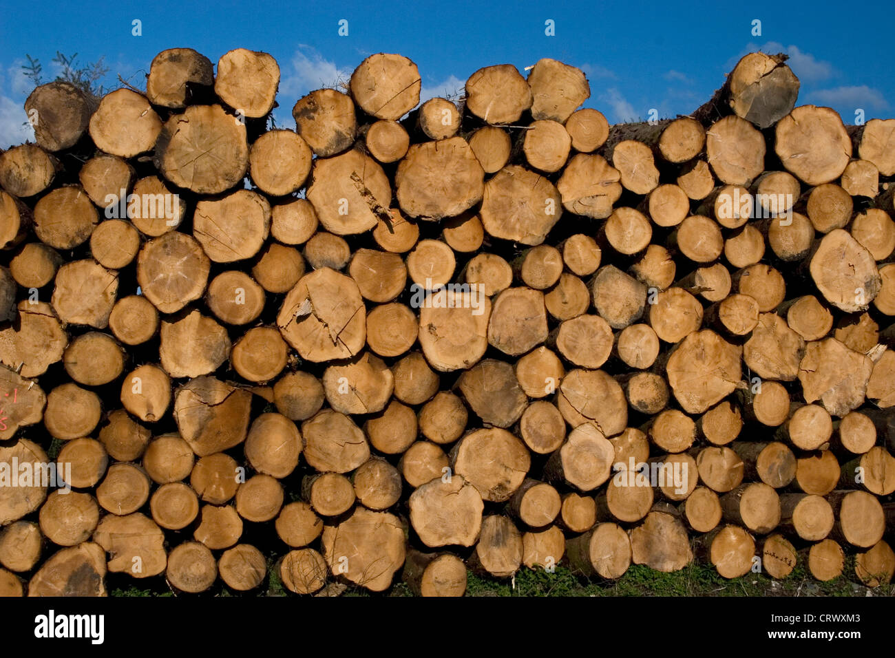 felled timber in Galloway Forest Park, Scotland Stock Photo - Alamy