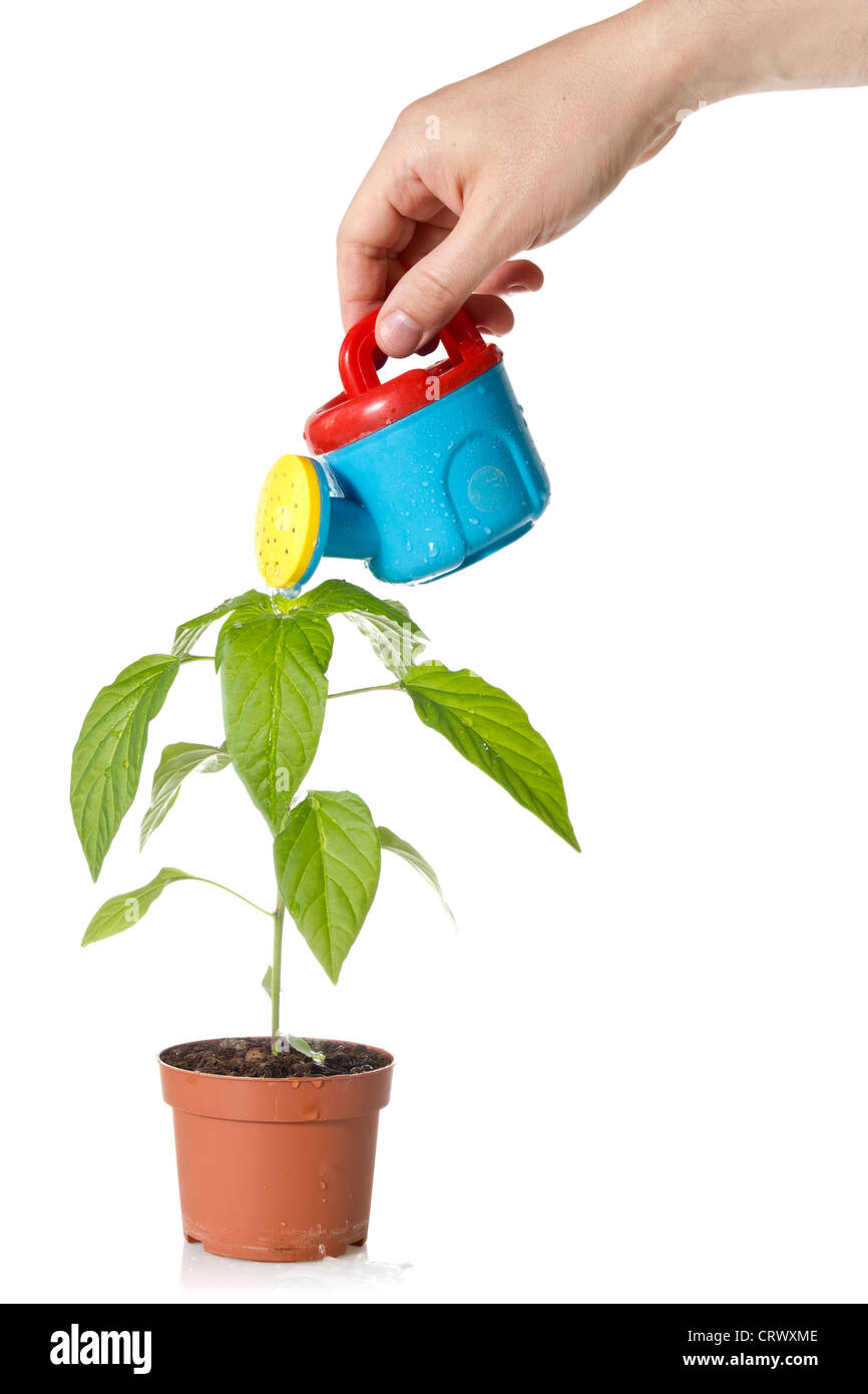 hand with a color watering can, pouring water on plant Stock Photo - Alamy
