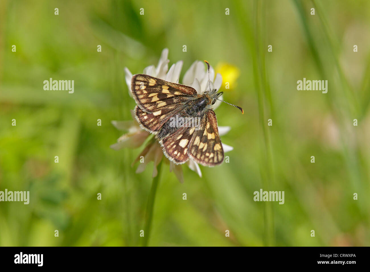 Chequered skipper butterfly hi-res stock photography and images - Alamy