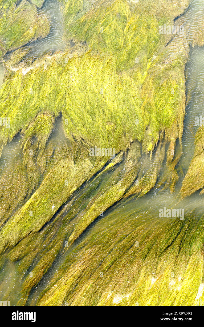 aquatic vegetation abstraction scene texture and color highlighting ...