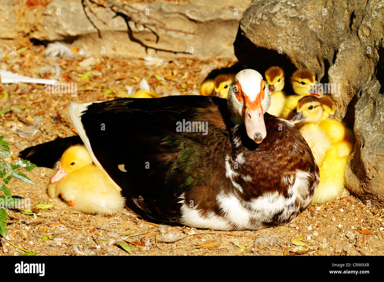 scene duck chicks in their natural habitat Stock Photo - Alamy