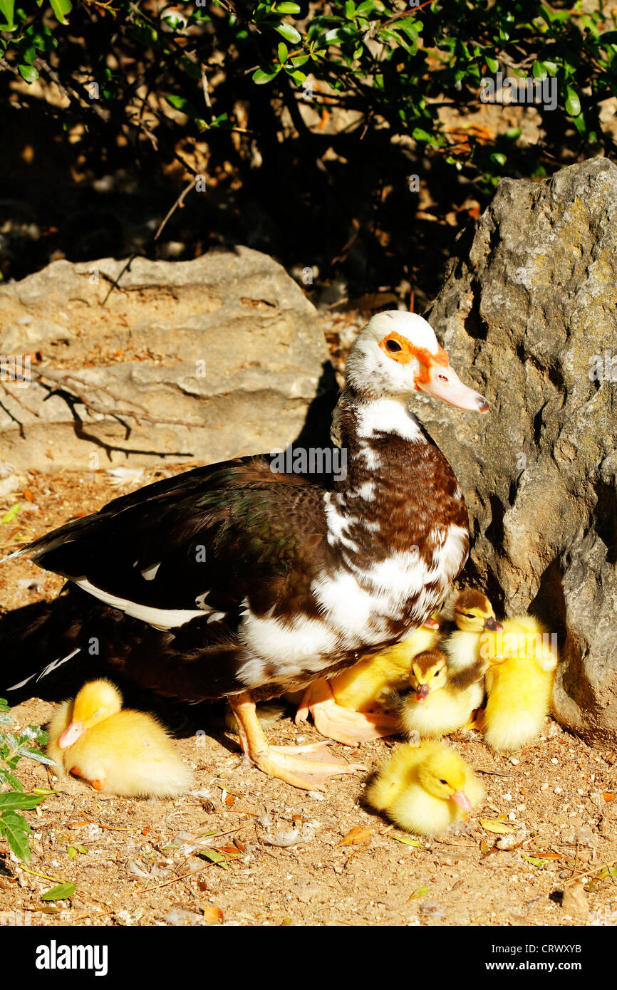 scene duck chicks in their natural habitat Stock Photo - Alamy