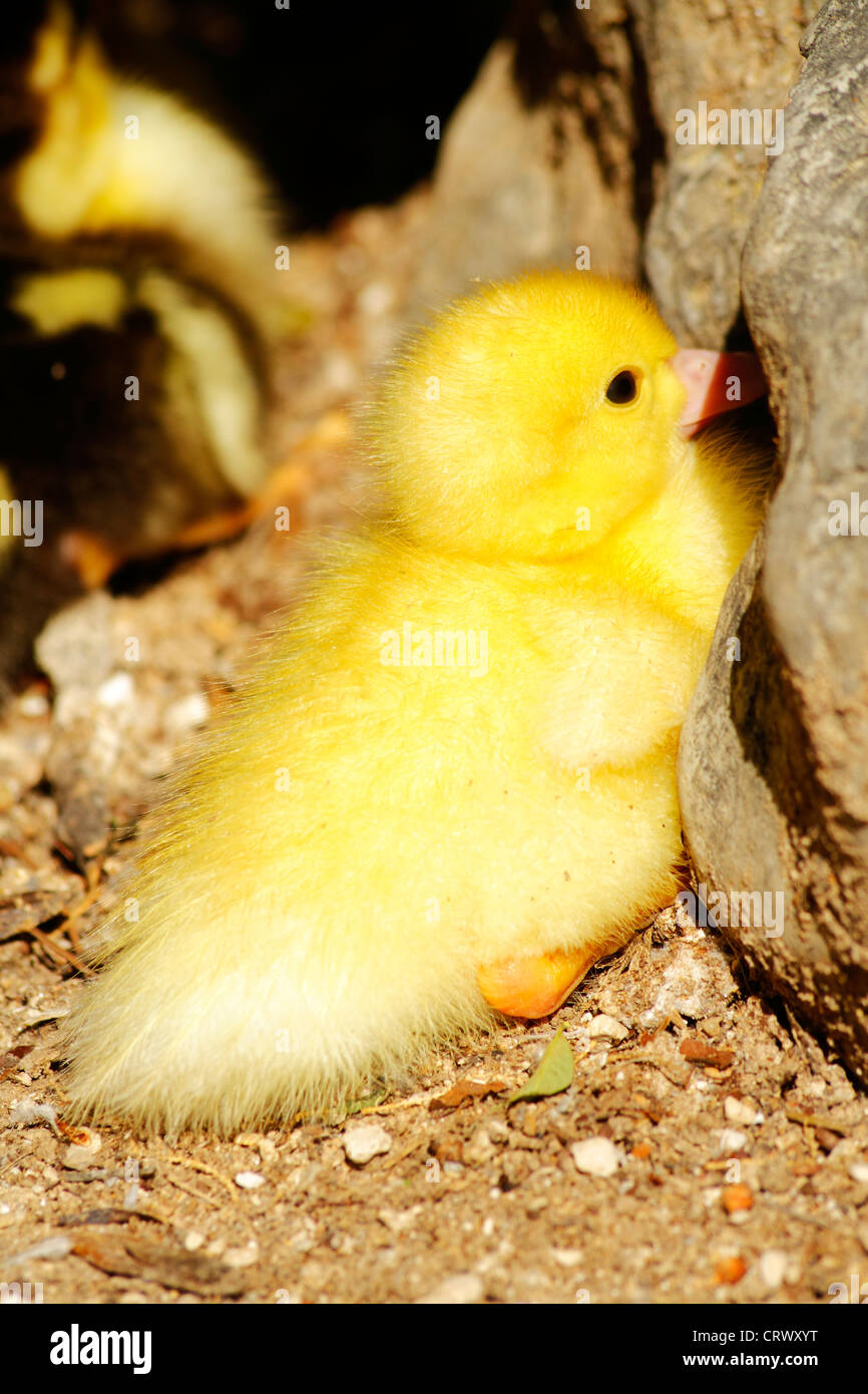 scene duck chicks in their natural habitat Stock Photo - Alamy