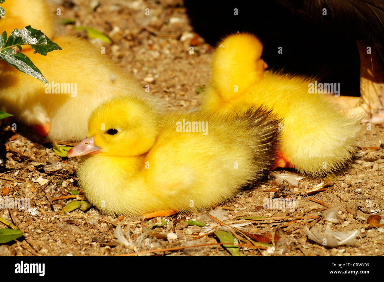scene duck chicks in their natural habitat Stock Photo - Alamy
