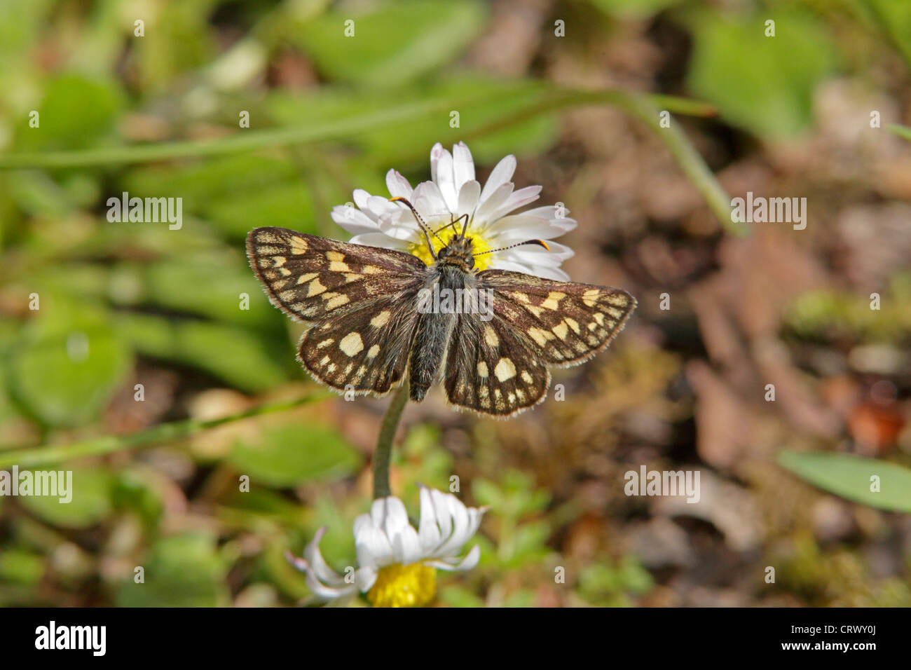 Chequered Skipper butterfly Stock Photo - Alamy