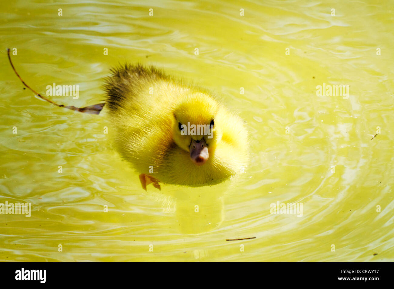 scene duck chicks in their natural habitat Stock Photo - Alamy