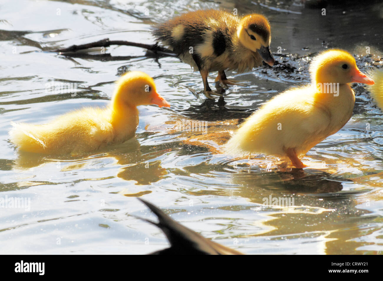 scene duck chicks in their natural habitat Stock Photo - Alamy