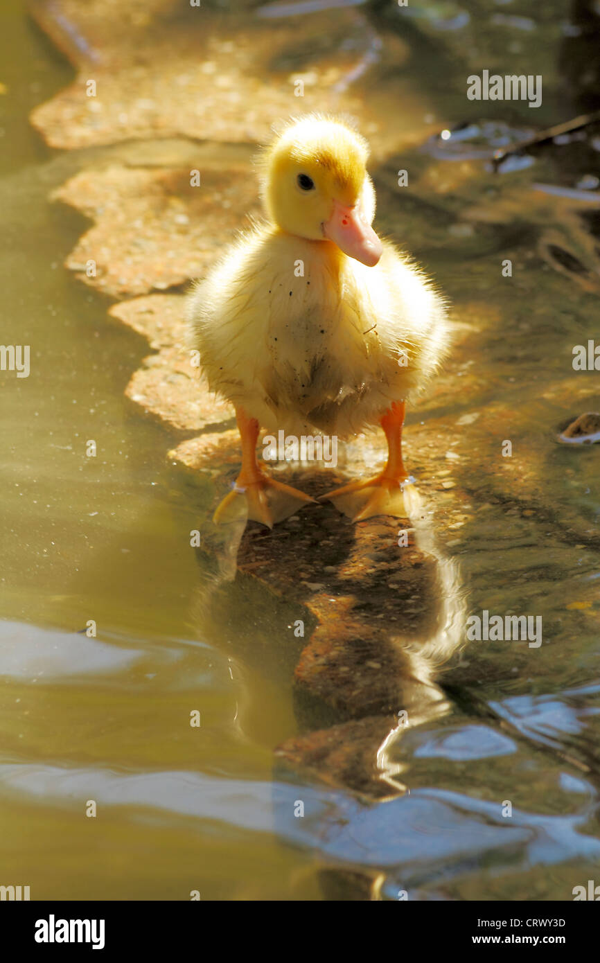 scene duck chicks in their natural habitat Stock Photo - Alamy