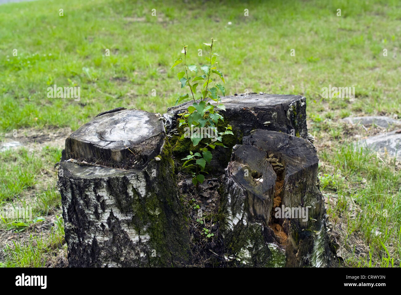 birch sapling growing on from old tree stump Stock Photo - Alamy