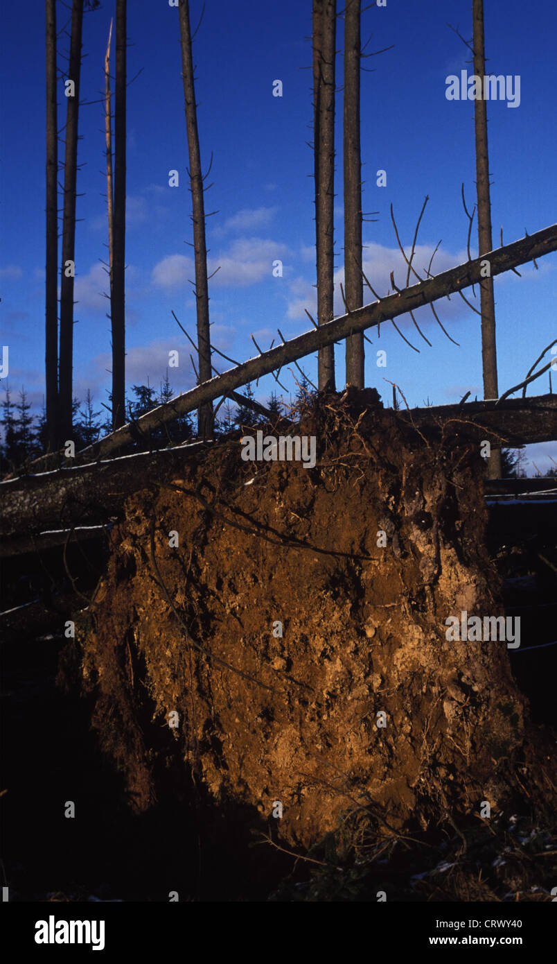Root of the wind uprooted spruce Stock Photo - Alamy