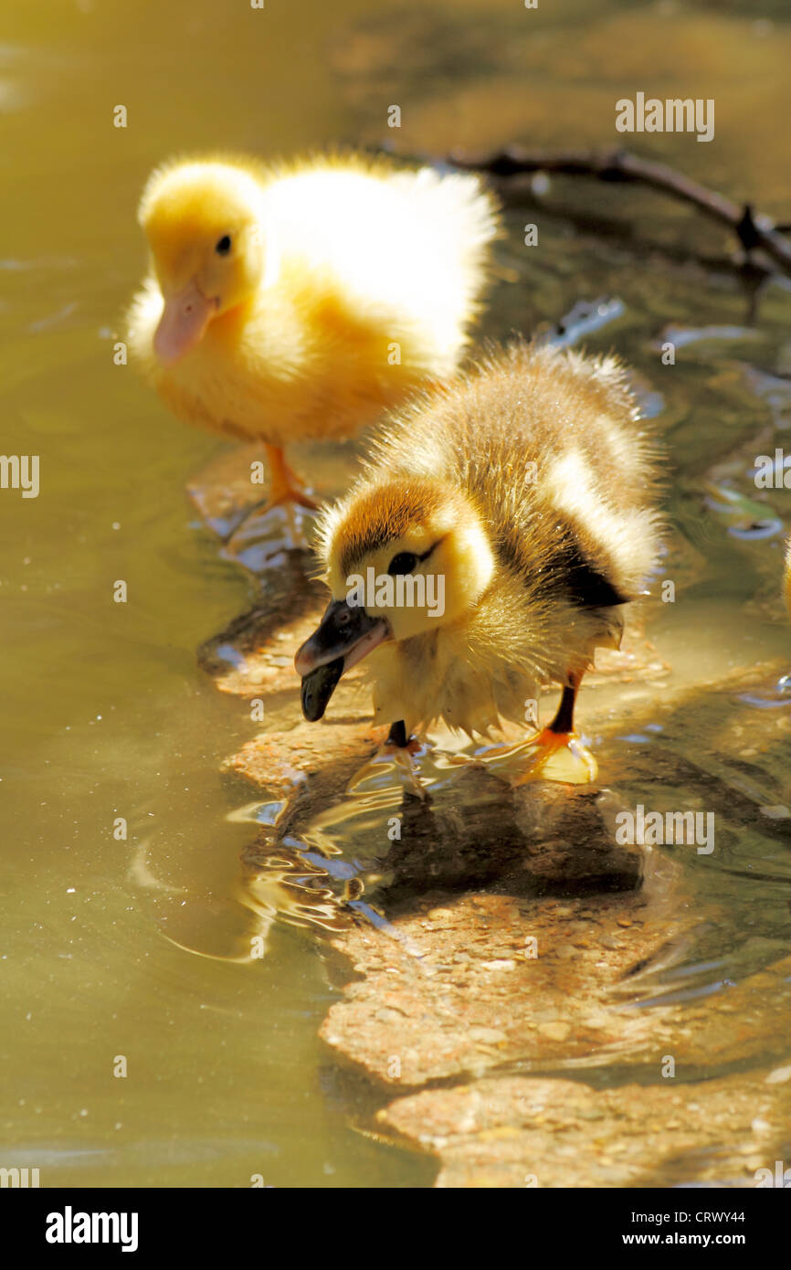 scene duck chicks in their natural habitat Stock Photo - Alamy