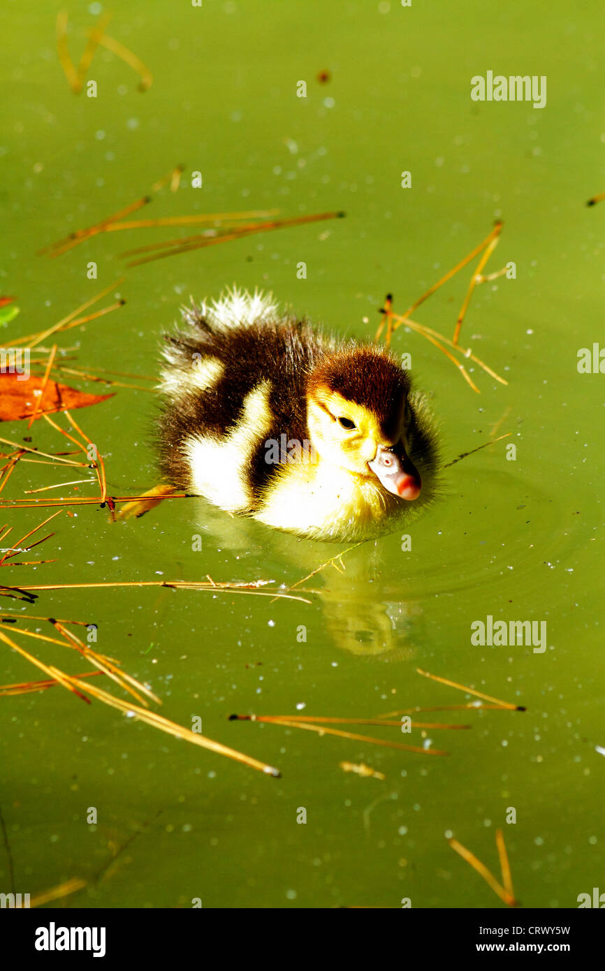 scene duck chicks in their natural habitat Stock Photo - Alamy