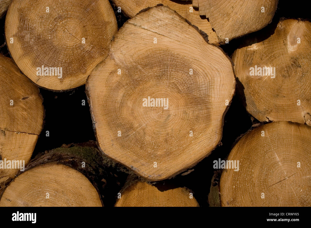 felled timber in Galloway Forest Park, Scotland Stock Photo - Alamy
