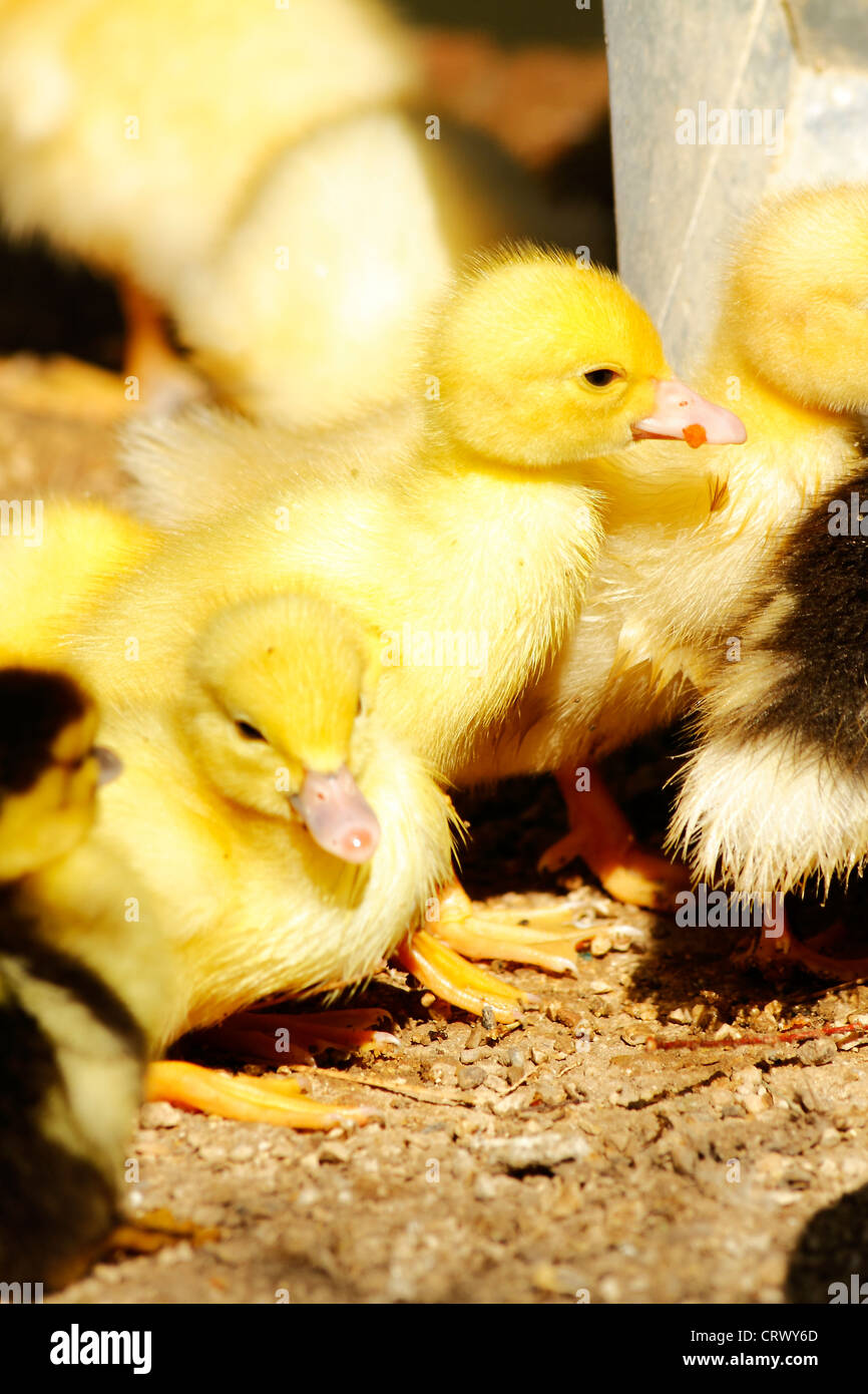 scene duck chicks in their natural habitat Stock Photo - Alamy