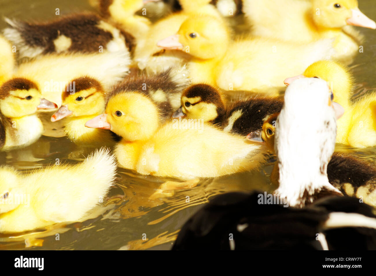 scene duck chicks in their natural habitat Stock Photo - Alamy